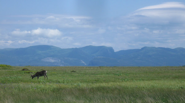 Woodland Caribou | Project Noah