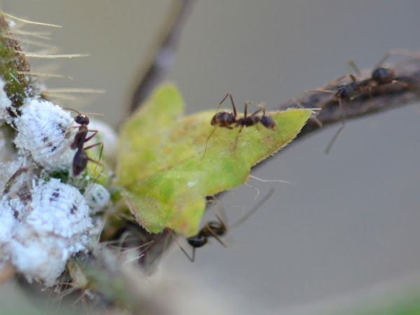 Mealybug Destroyer | Project Noah