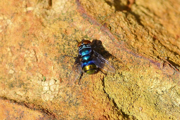 Copper-tailed Blowfly | Project Noah