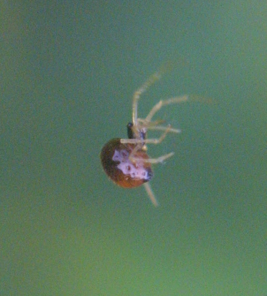 Cobweb Spider and Egg Sac | Project Noah