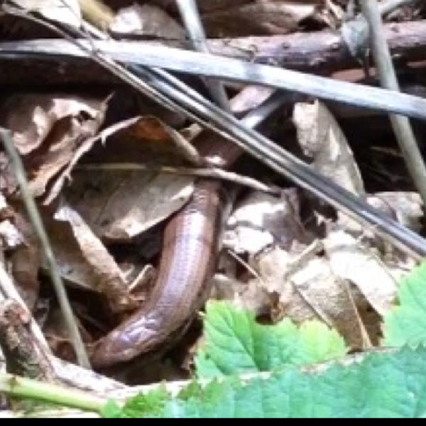 Slow worm | Project Noah