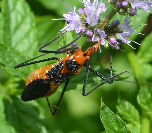 Milkweed Assassin Bug | Project Noah