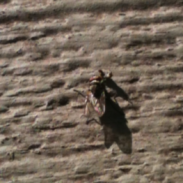 Common housefly | Project Noah