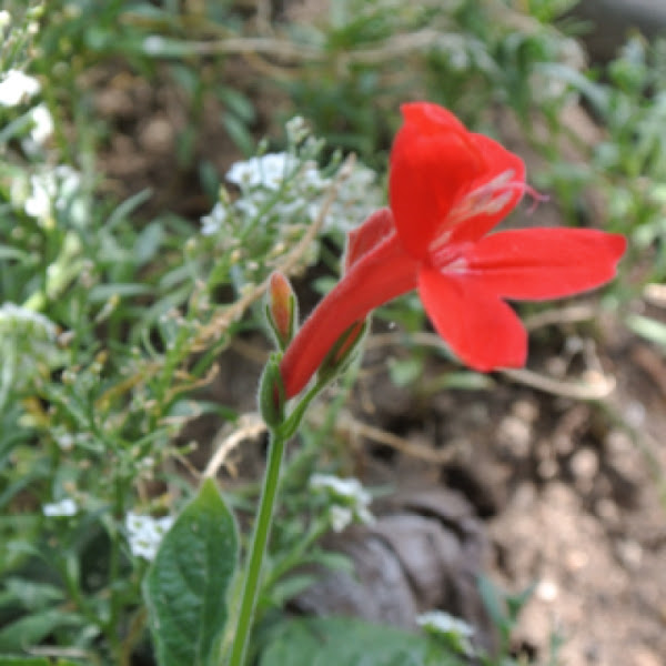 Ruellia 'Elegans' | Project Noah
