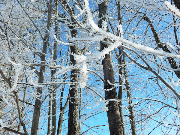 Leafroller moth | Project Noah