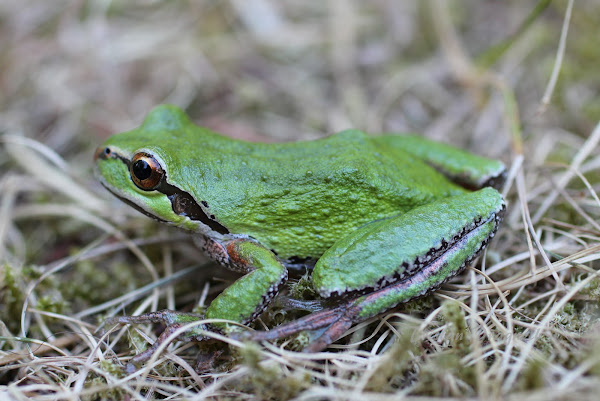 Pacific tree frog | Project Noah