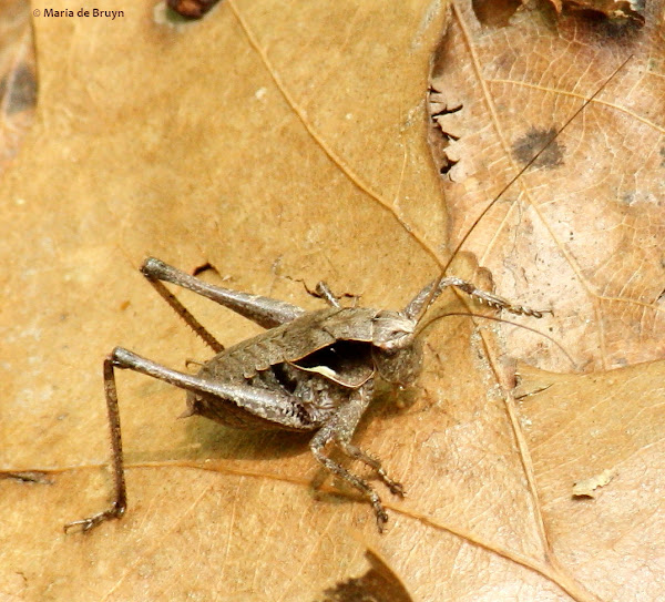 Eastern shieldback katydid nymph | Project Noah