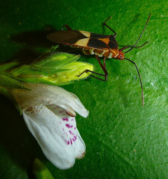 Coreid Bug | Project Noah