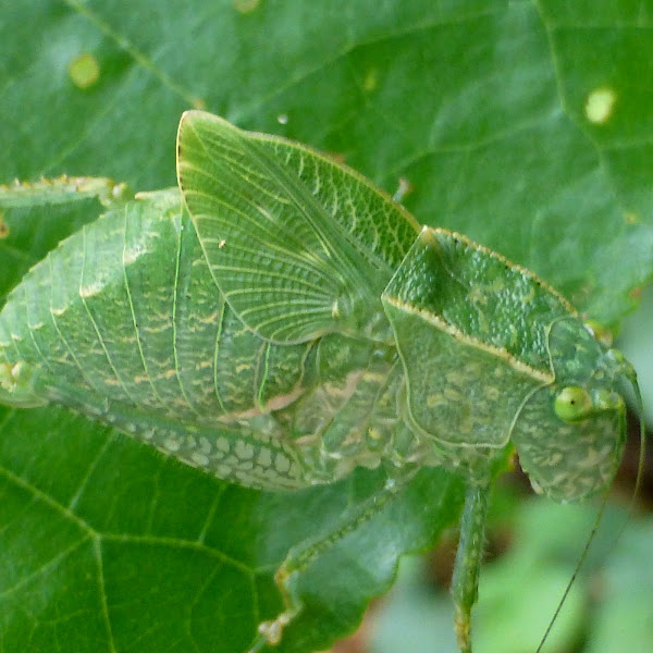 Katydid | Project Noah