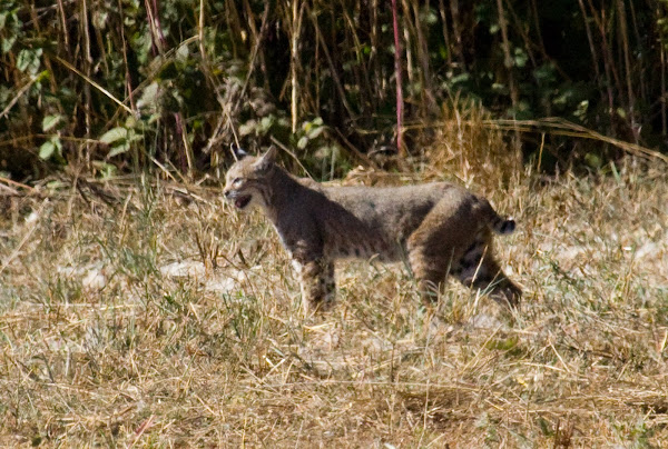 Bobcat | Project Noah