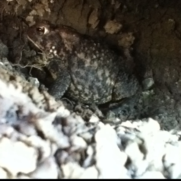 American toad | Project Noah