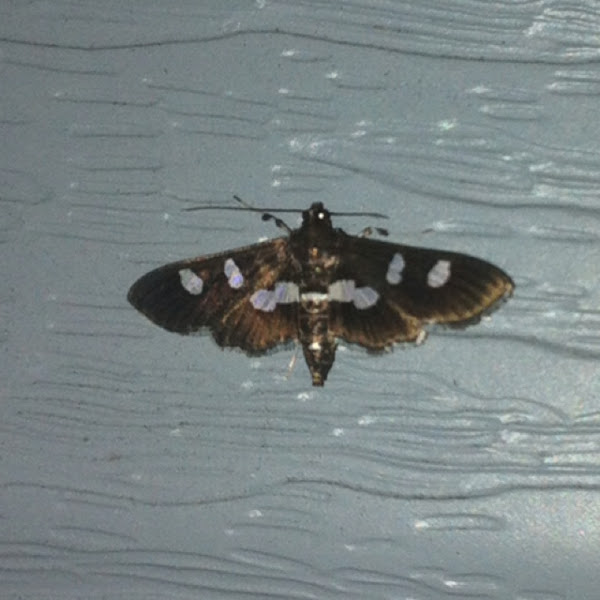 Grape Leaffolder Moth | Project Noah