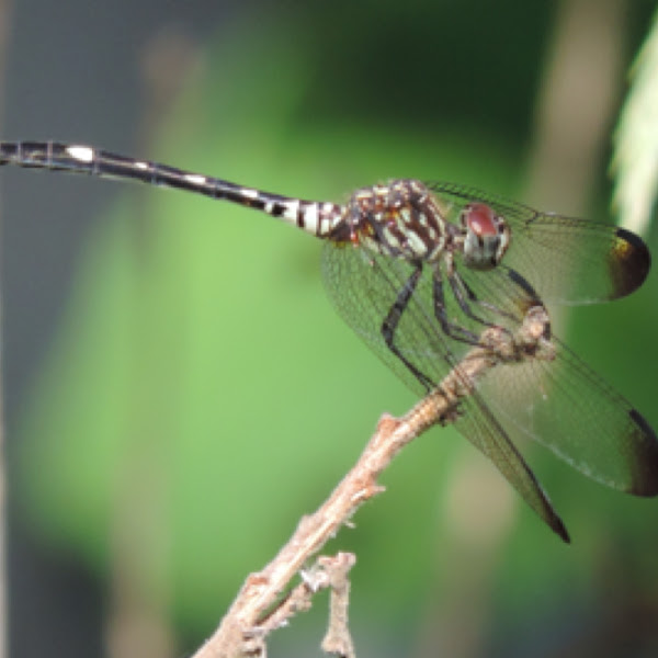 Swift Setwing | Project Noah