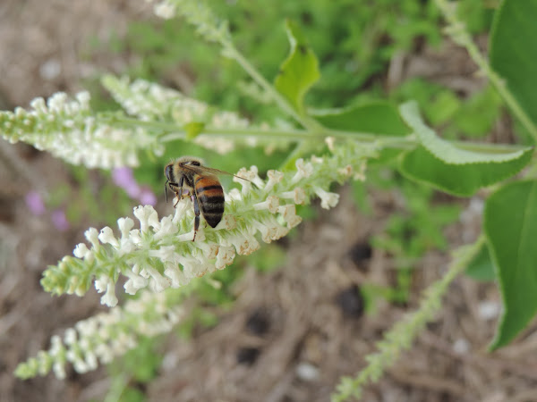 Honey Bee | Project Noah