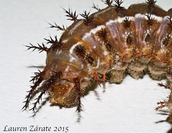 Larva (Part 1) | Project Noah