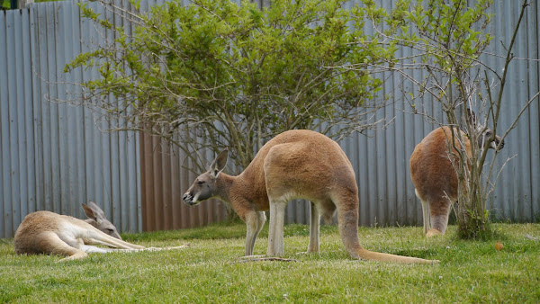 Kangaroo | Project Noah