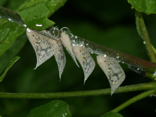 Flatid Planthopper | Project Noah