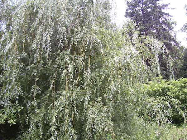 weeping willow | Project Noah