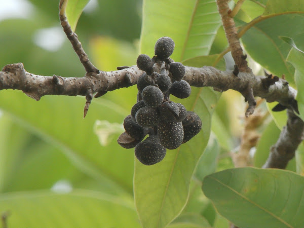 Yellow Jade Orchid Tree | Project Noah