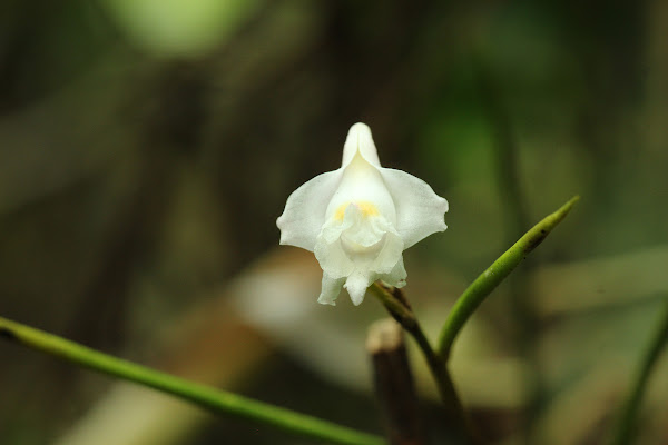 orchid | Project Noah