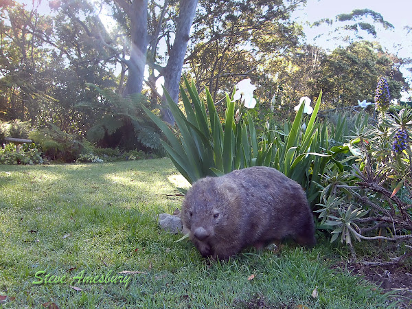 Common Wombat | Project Noah
