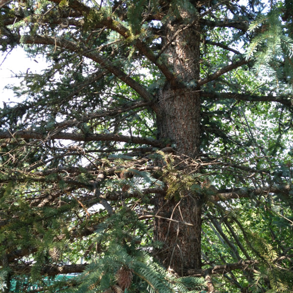 Colorado Blue Spruce | Project Noah