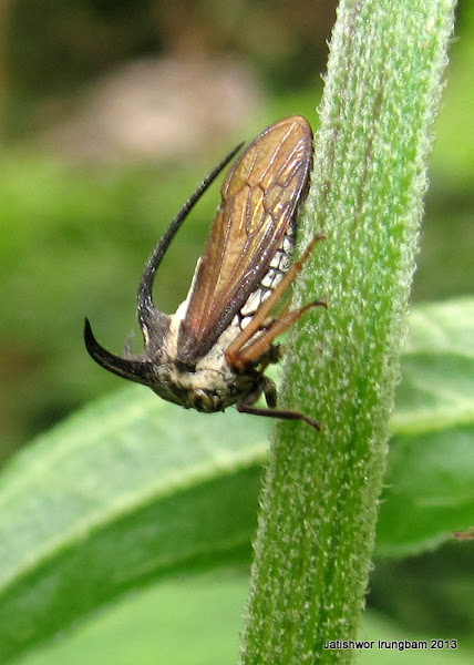 Thorn Mimic Treehopper | Project Noah