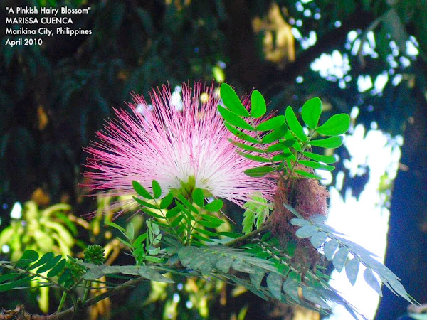 Persian Silk Tree, Pink Silk Tree | Project Noah