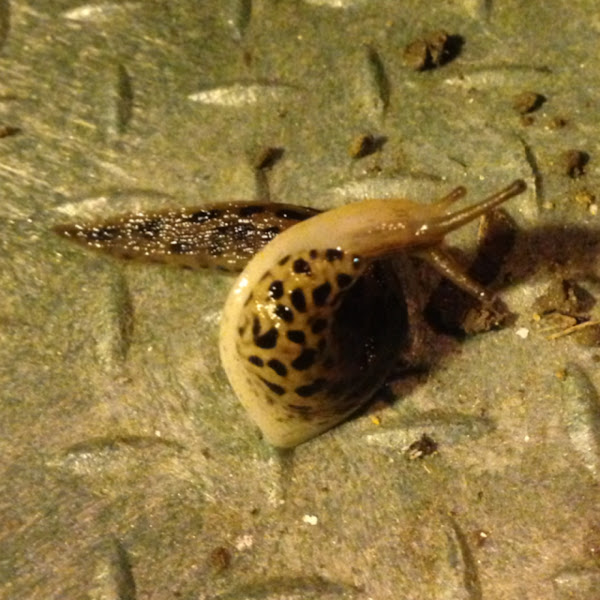 Leopard Slug | Project Noah