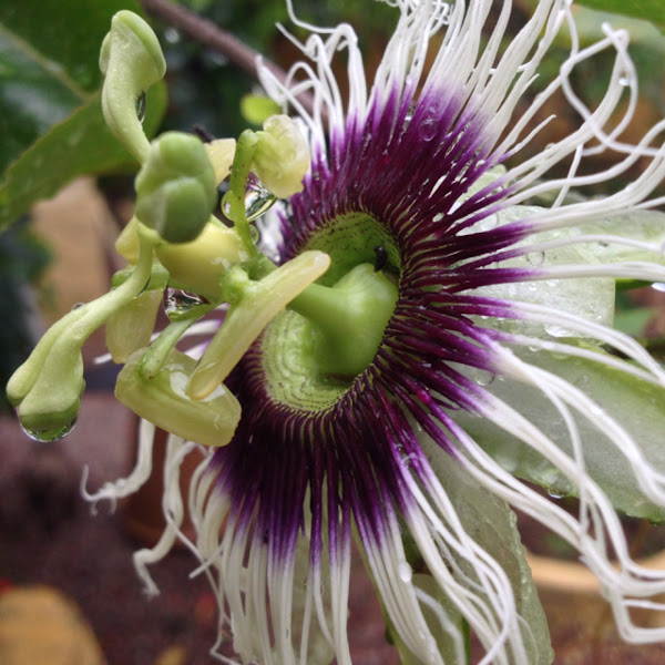 Passiflora | Project Noah