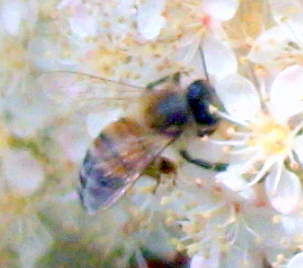 Western Honey Bee | Project Noah
