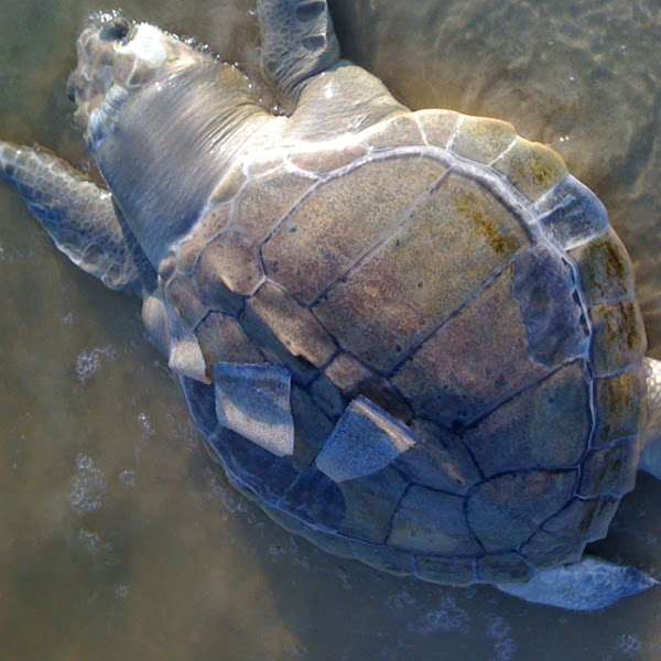 Hawksbill Sea Turtle | Project Noah