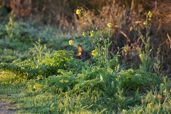 Brush Rabbit | Project Noah