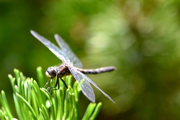 dragon fly | Project Noah
