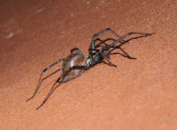 Grass Spider, female | Project Noah