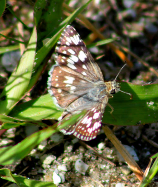 Tropical Checkered Skipper | Project Noah