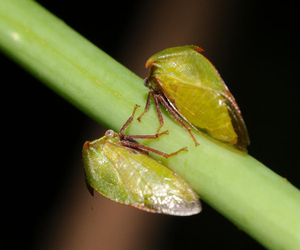 Buffalo treehoppers | Project Noah