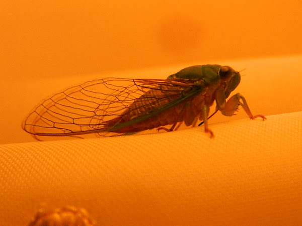 Cicada | Project Noah