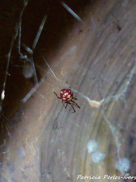 Triangulate cobweb spider | Project Noah