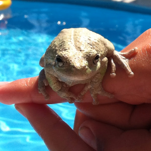 Eastern Gray Treefrog | Project Noah