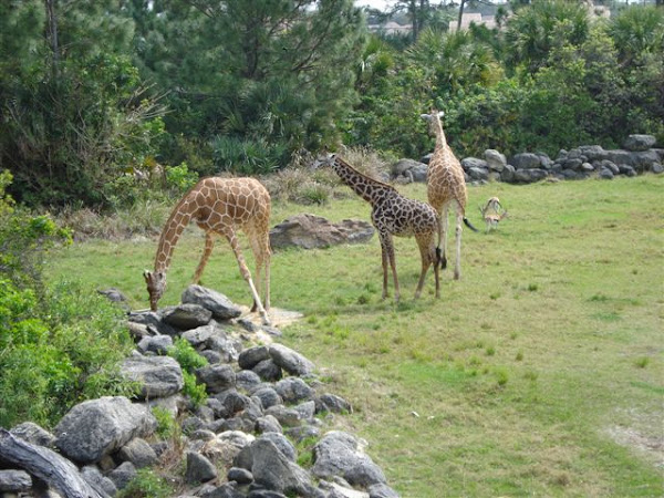 Giraffe | Project Noah