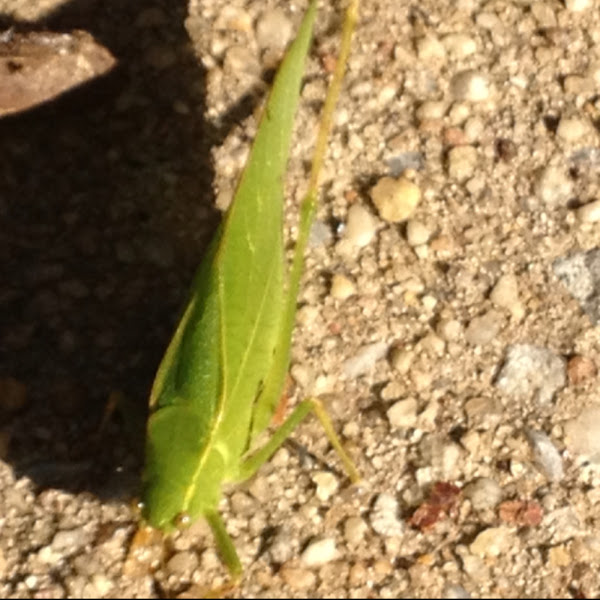 Katydid | Project Noah