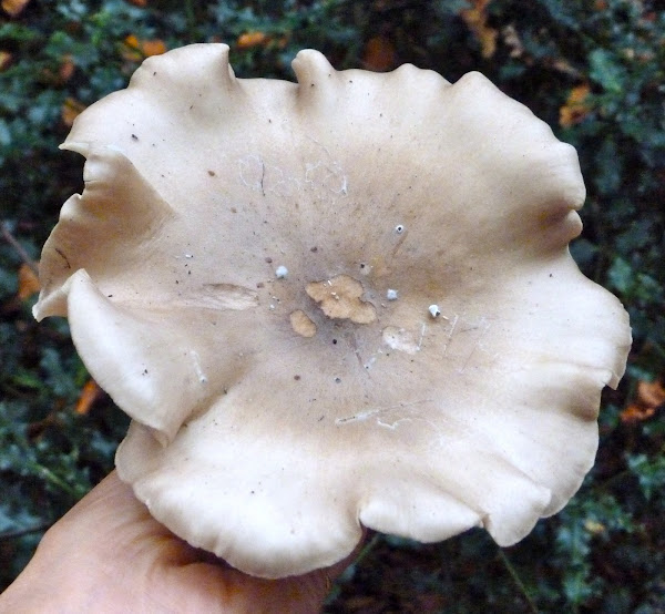 Peppery milkcap | Project Noah