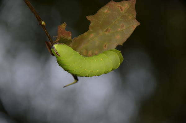 Luna Moth Larvae | Project Noah