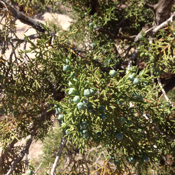 Utah Juniper | Project Noah