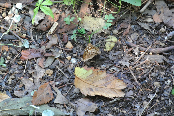 Hackberry Emperor Butterfly | Project Noah