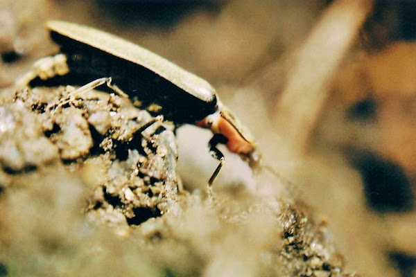 Winter Firefly | Project Noah