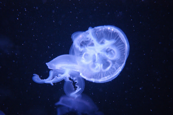 Moon Jellyfish | Project Noah