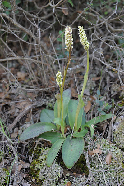 Dense-flowered Orchid | Project Noah