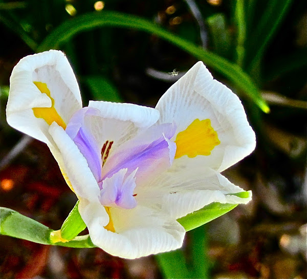 Wild Iris, Fortnight Lily, Cape Iris | Project Noah